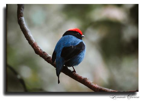 Tangará Dançarino Chiroxiphia Caudata Fernando Oliveira Flickr