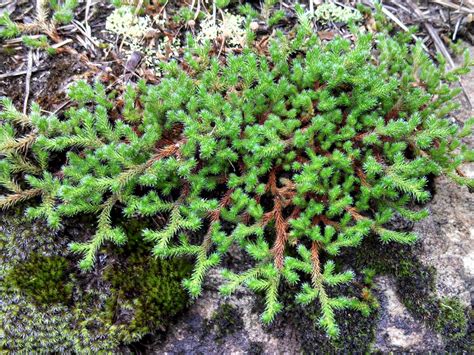 Selaginella Rupestris Habitat