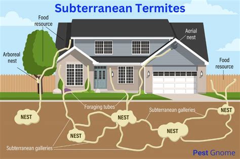 Everything To Know About Termites In Georgia