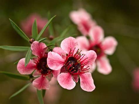 Manuka South Coast Botanic Garden Foundation