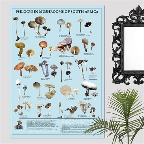 Sa Psilocybin Field Guide Postermyshrooms First Of Its Kind