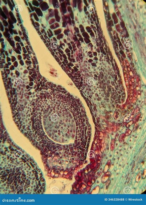 Microscopic View Of Plant Tissue Royalty Free Stock Image 346328488