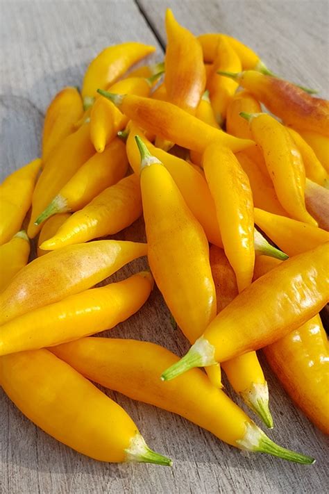 Chili Aji Challuaruro Amarillo Saatgut Bio Schärfegrad 6