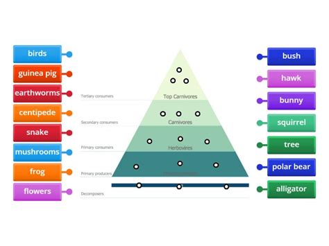Trophic Pyramid Labelled Diagram