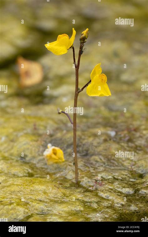 Common Bladderwort Greater Bladderwort Utricularia Hi Res Stock