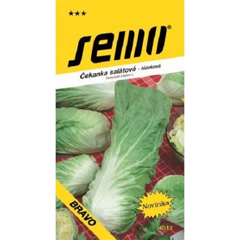 Čakanka Obyčajná Mechelse Semo Zelenina Agroteam