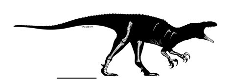 Australovenator