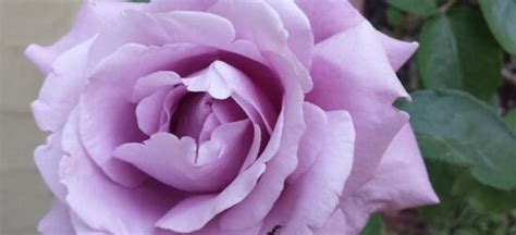 Amar Es Amar Entre Dos Líneas