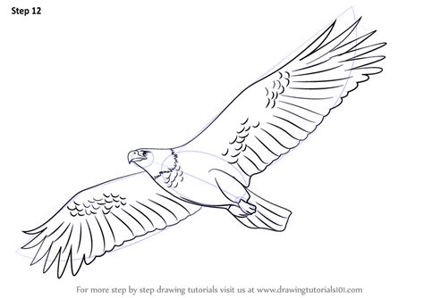 How To Draw A Flying Eagle Step By Step