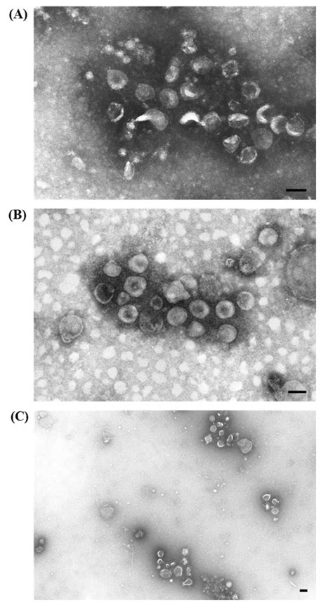 Viruses Special Issue Electron Microscopy In Virus Diagnostics And