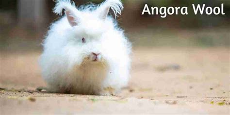 Angora Wool Vs Cashmere Worlds Finest Wool