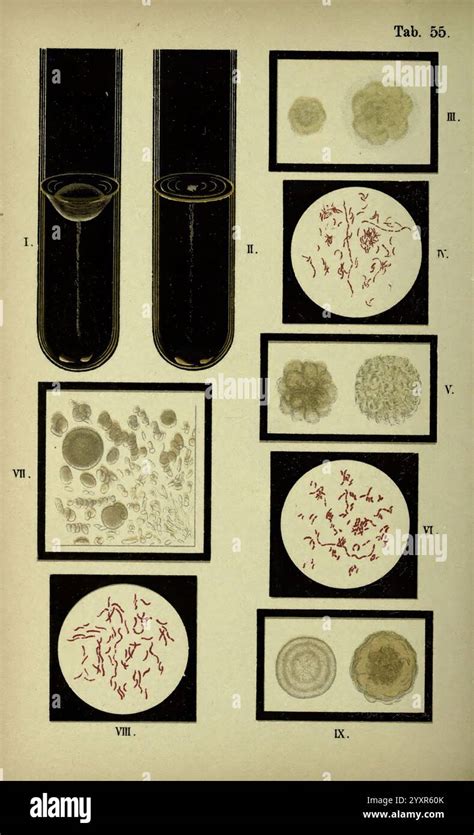 Atlas And Essentials Of Bacteriology New York William Wood And Co 1897