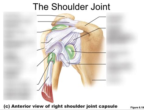 Right Shoulder Diagram How To Keep Your Shoulders Strong And Healthy