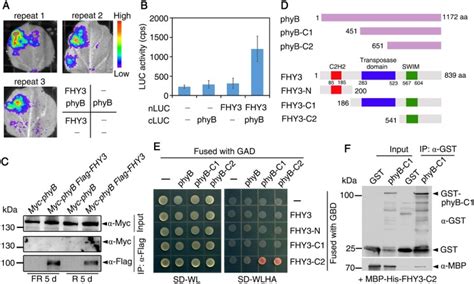 Fhy3 Interacts With Phytochrome B And Regulates Seed Dormancy And Germination Pmc