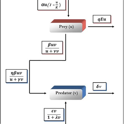 Schematic Structure Of The Nondiffusive Model System Of 21 With