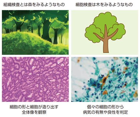 病理診断科について 会津中央病院 病理部 日下部 崇 会津中央病院