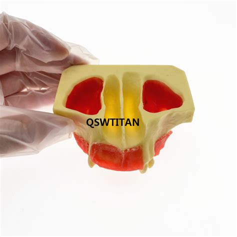 Dental Sinus Lift Practice Teeth Model Typodont St Vicedeal