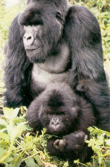 What About Gorilla Sexuality Berggorilla And Regenwald Direkthilfe Ev