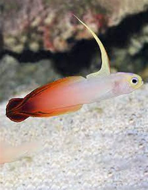 Firefish Blenny Jk Fish