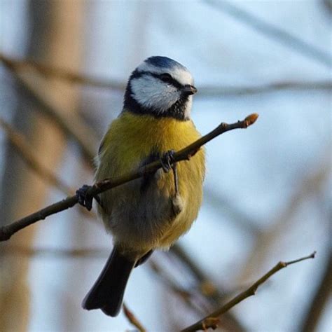 Sinitihane Blue Tit Veljo Runnel