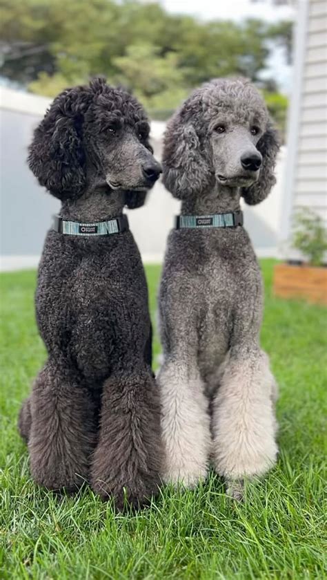 Miniature Grey Poodle