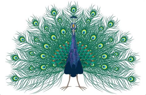 Flying Peacock Vector Art Icons And Graphics For Free Download