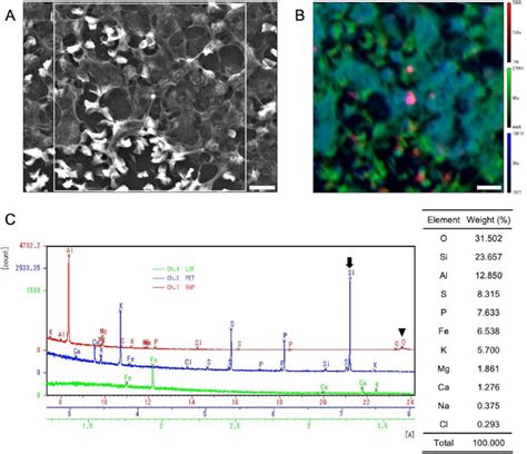 Electron Microscopic Photograph And Elemental Analysis Using An Download Scientific Diagram