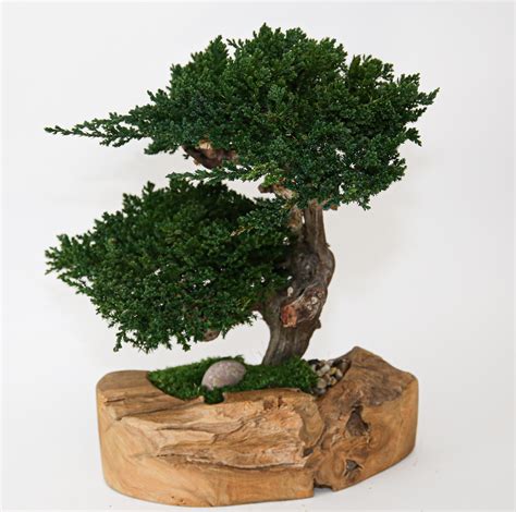 Double Preserved Juniper Bonsai In Live Edge Teak Bowl Handmade
