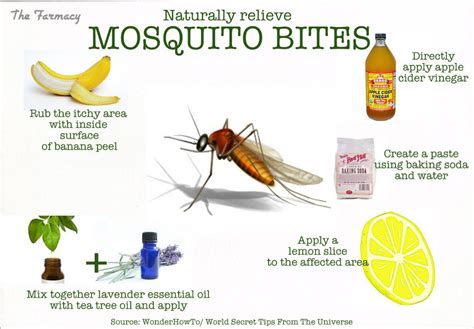 Remedios Caseros Para Los Picotazos De Los Mosquitos Del Huerto Al