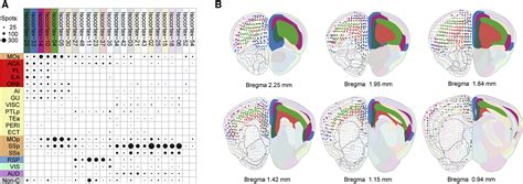 The Mouse Prefrontal Cortex Unity In Diversity Neuron