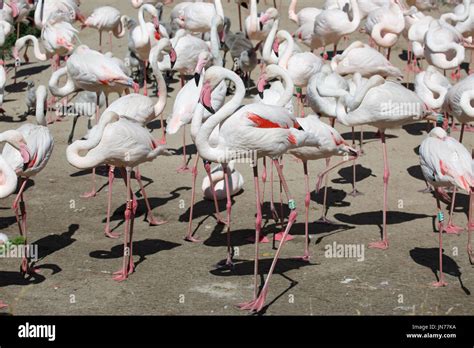 Greater Flamingo Migration Route