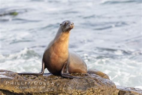California Sea Lion Portrait La Jolla Zalophus Californianus