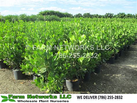 Small Leaf Clusias South Florida Clusia We Deliver 786 255 2832