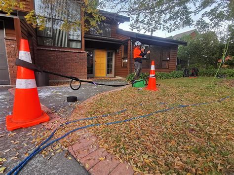 Professional Tree Bracing Services In Wellington Reids Trees