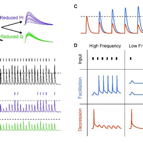 Synaptic Variability And Short Term Plasticity Stp A Synaptic