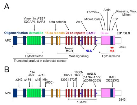 Cytoskeletal Control And Wnt Signaling—apcs Dual Contributions In Stem