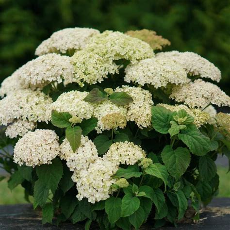 Invincibelle Limetta® Smooth Hydrangea Proven Winners Smooth