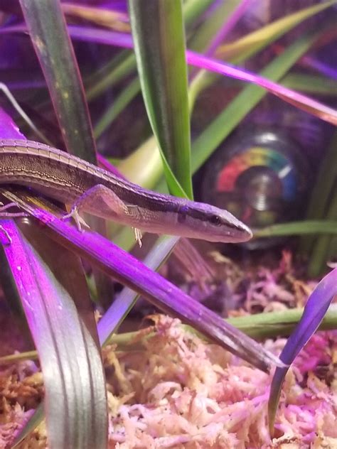 Long Tailed Asian Grass Lizard Linkins Lizards