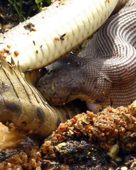 Python Eats Crocodile Barnorama