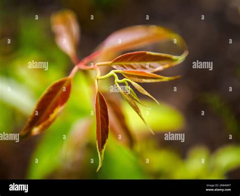 Tiny Plant Twig With Small Leaves Beauty In Nature Close Up Photo
