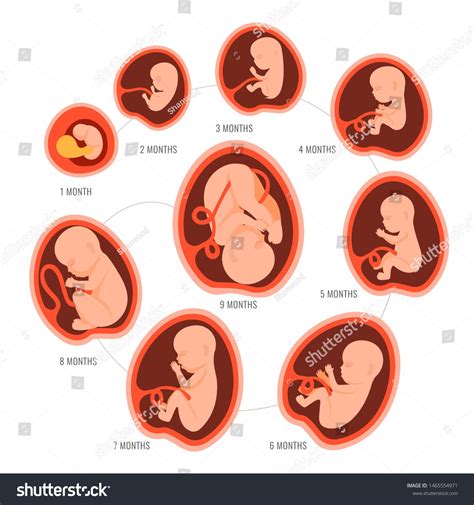Pregnancy Fetal Foetus Development Embryonic Month Stage Growth Month