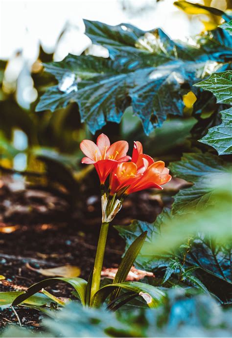 Clivia Tips For Planting Growing Pruning And More Homes To Love