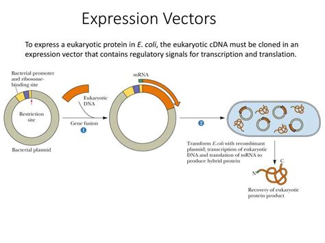 Chapter 5 Exploring Genes And Genomes Ppt Download