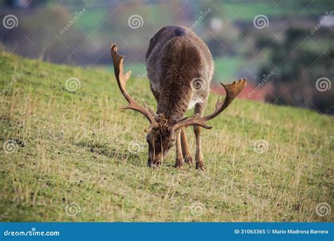 Fallow Deer Eating Grass Stock Image Image Of Gamo Hiding 31063365