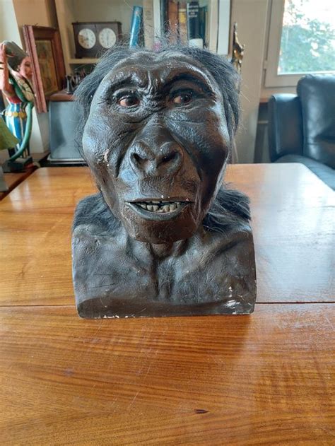 Australopithecus Boisei Büste Rekonstruktion Museal Acheter Sur Ricardo