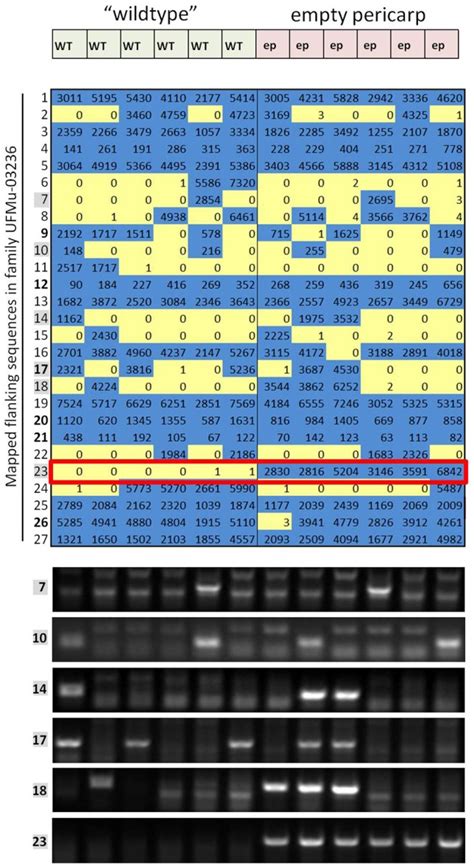 Expanded Results For One Of The Families In The Forward Genetics Mu Seq