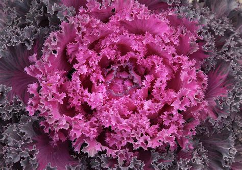 Cabbage Flower Structure At Carmen Decker Blog