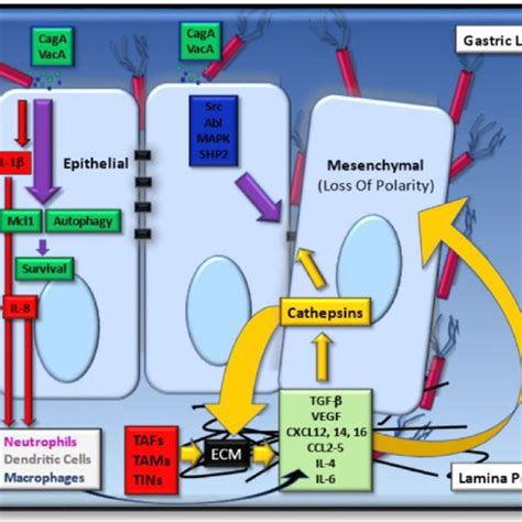 The Localized Inflammatory Response Upon The Infection Of Gastric Download Scientific Diagram