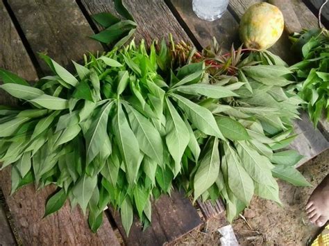 Pucuk Ubi Mempunyai Khasiat Yg Kita Tak Tahu Berani Bangkit