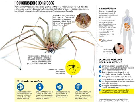 Identifican Nueva Especie De La Letal Araña Violinista El Siglo De